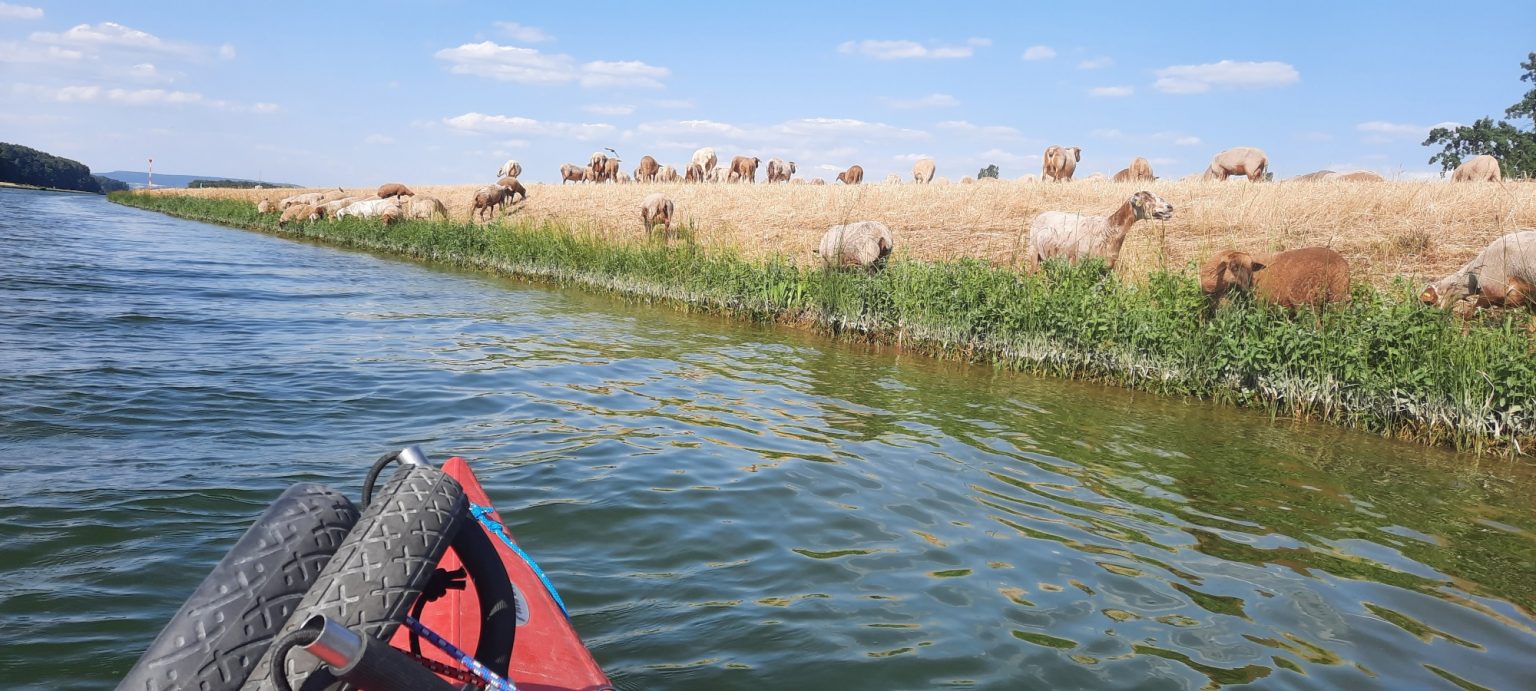 Main-Donau-Kanal als Schaftränke - Paddlerglück - Mit dem Kanu von der ...